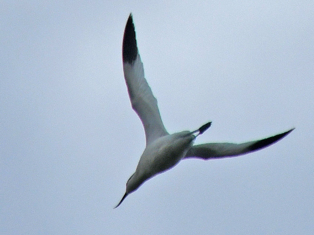 -˜N’0ôœD0f0Û˜“0`0½0ê0Ï0·0»0¤0¿0«0·0®0 0ý c0K0Q0_0Q0Œ0i0‹‰d0K0‰0Z0 0